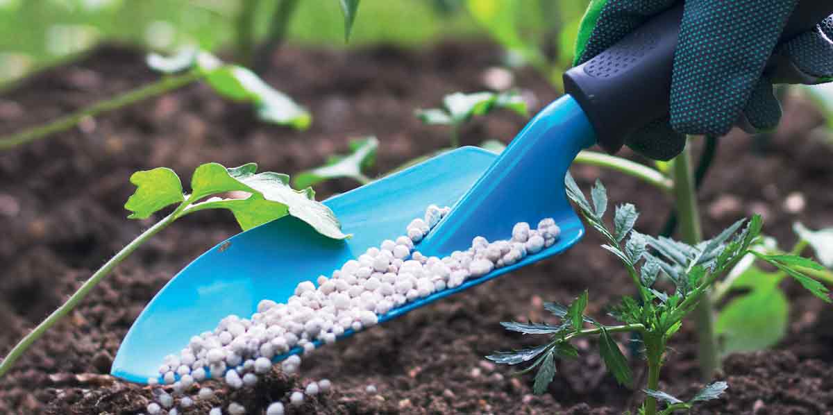Au Cameroun, les prix des intrants agricoles ont considérablement ...